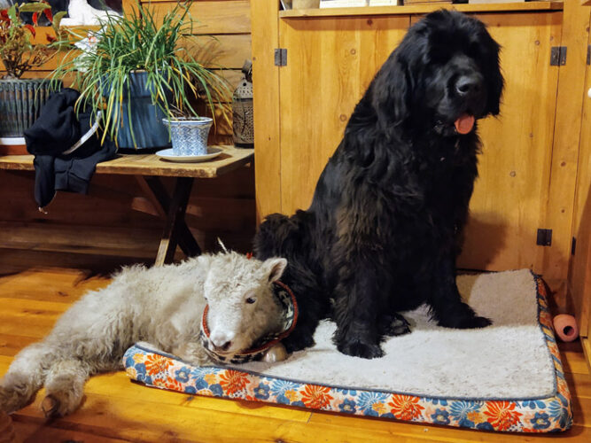 Yaks on the Farmstead: What is Yak Meat? – Mother Earth News